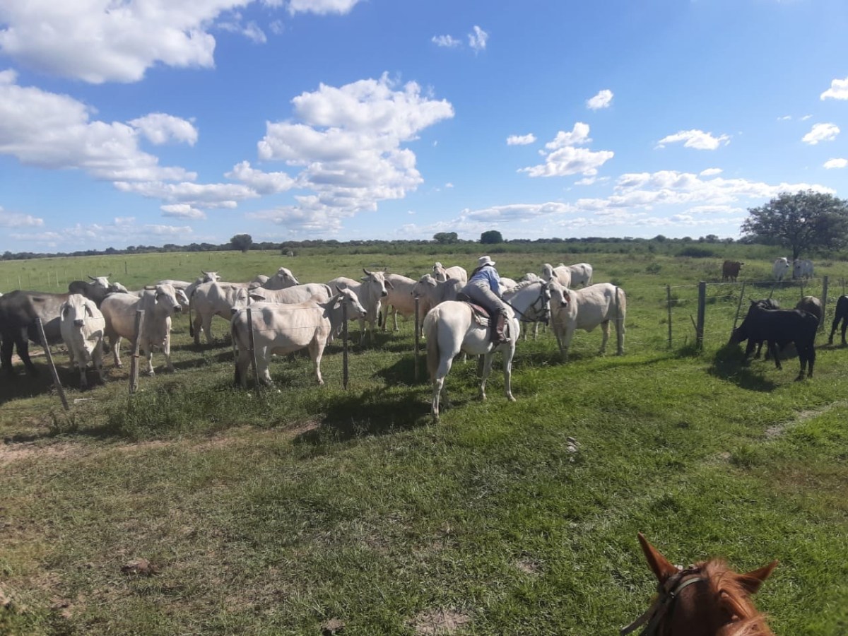 Datos claves para arrear animales – Mujer al campo